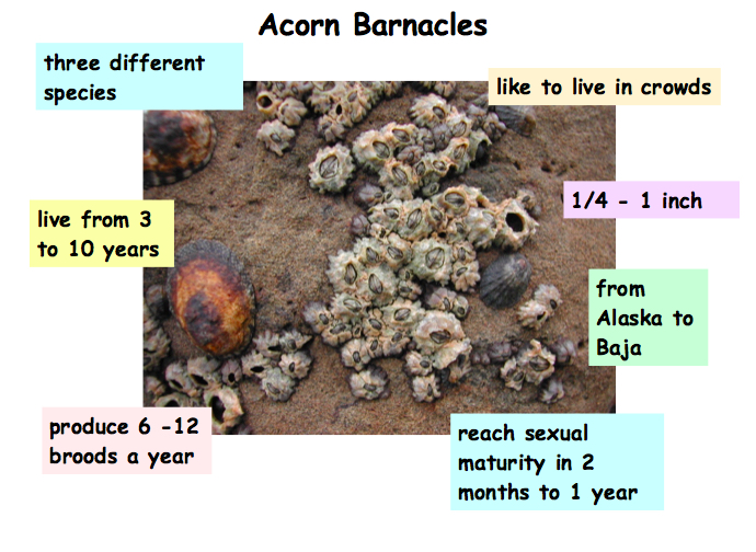 Acorn Barnacle – CNM VIP Voice