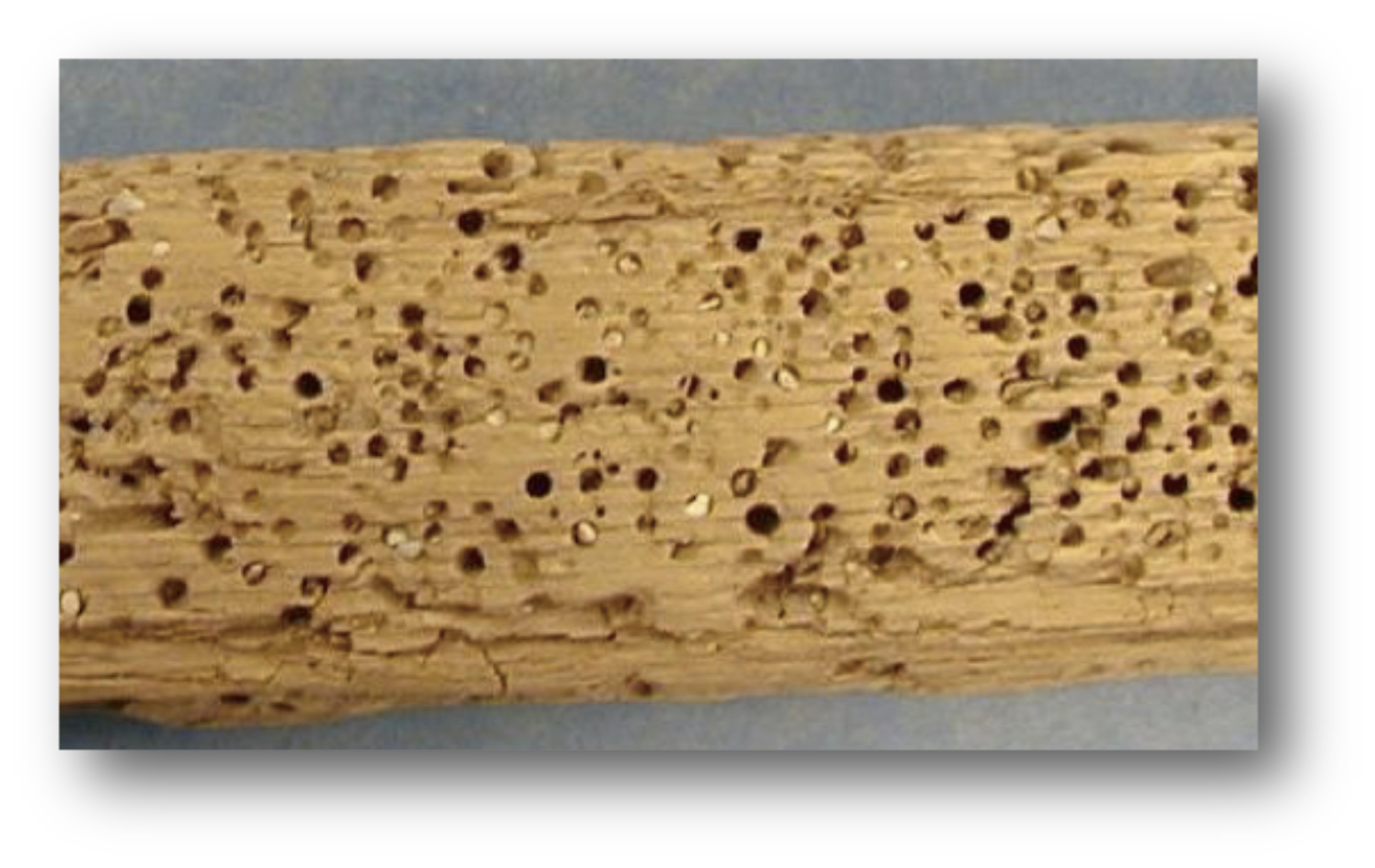 Boring Clam – CNM VIP Voice