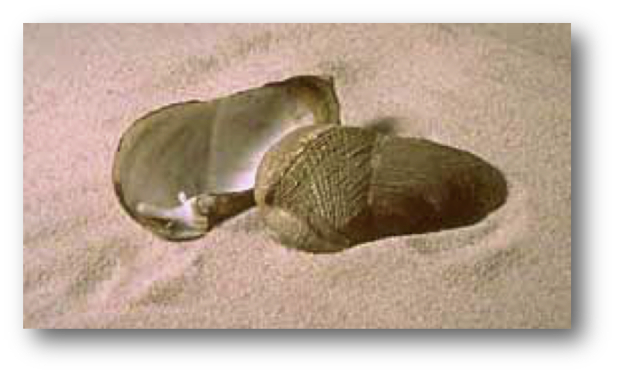 Boring Clam – CNM VIP Voice