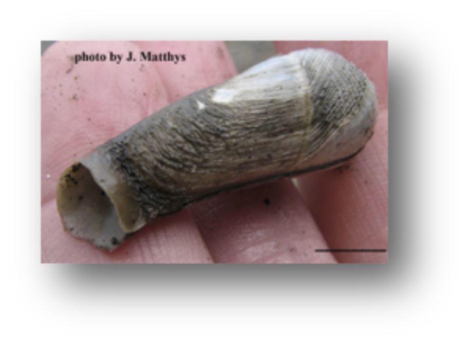 Boring Clam – CNM VIP Voice