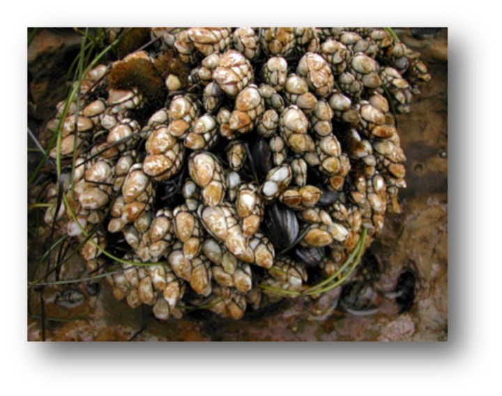Gooseneck Barnacle – CNM VIP Voice