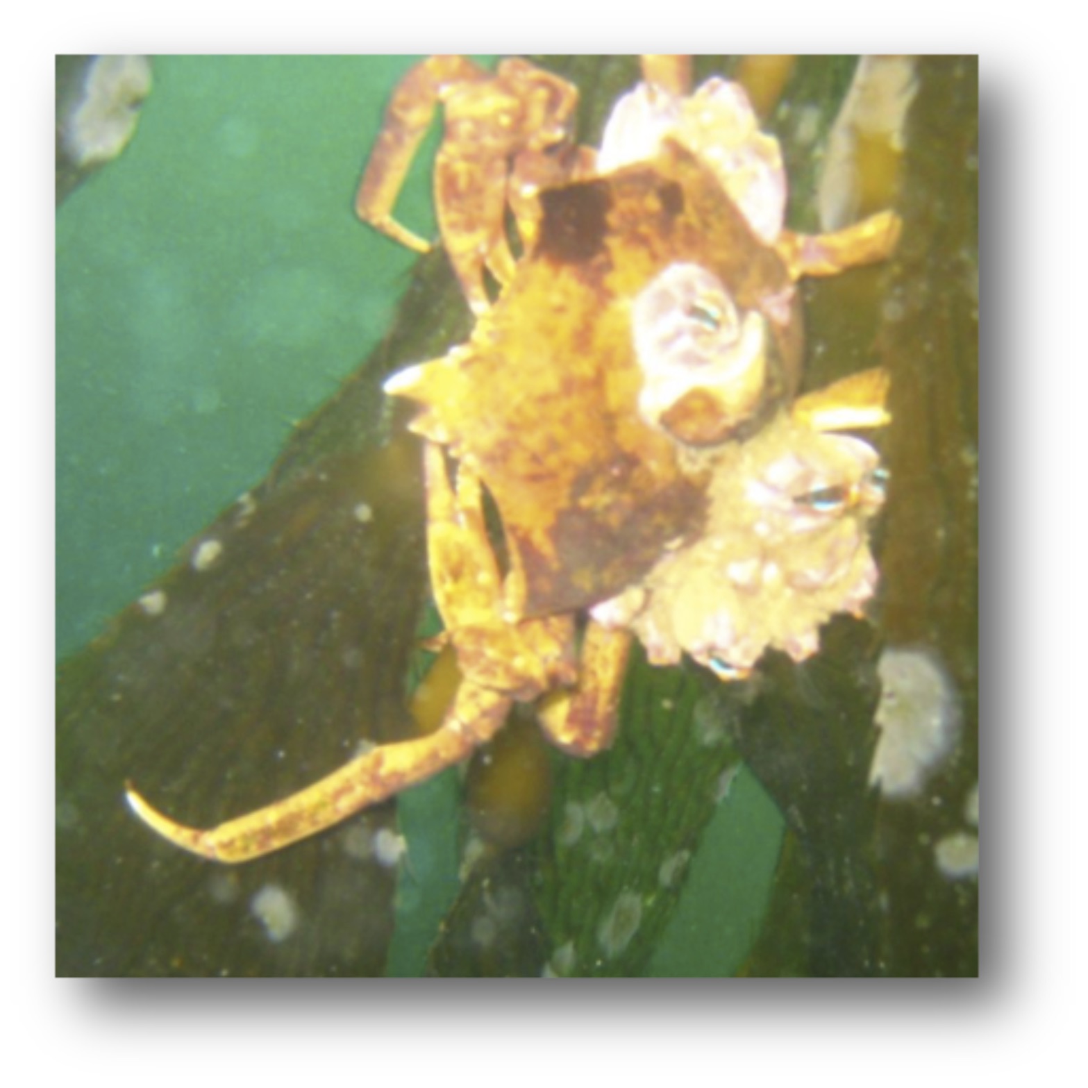 Shield-Backed Kelp Crab – CNM VIP Voice