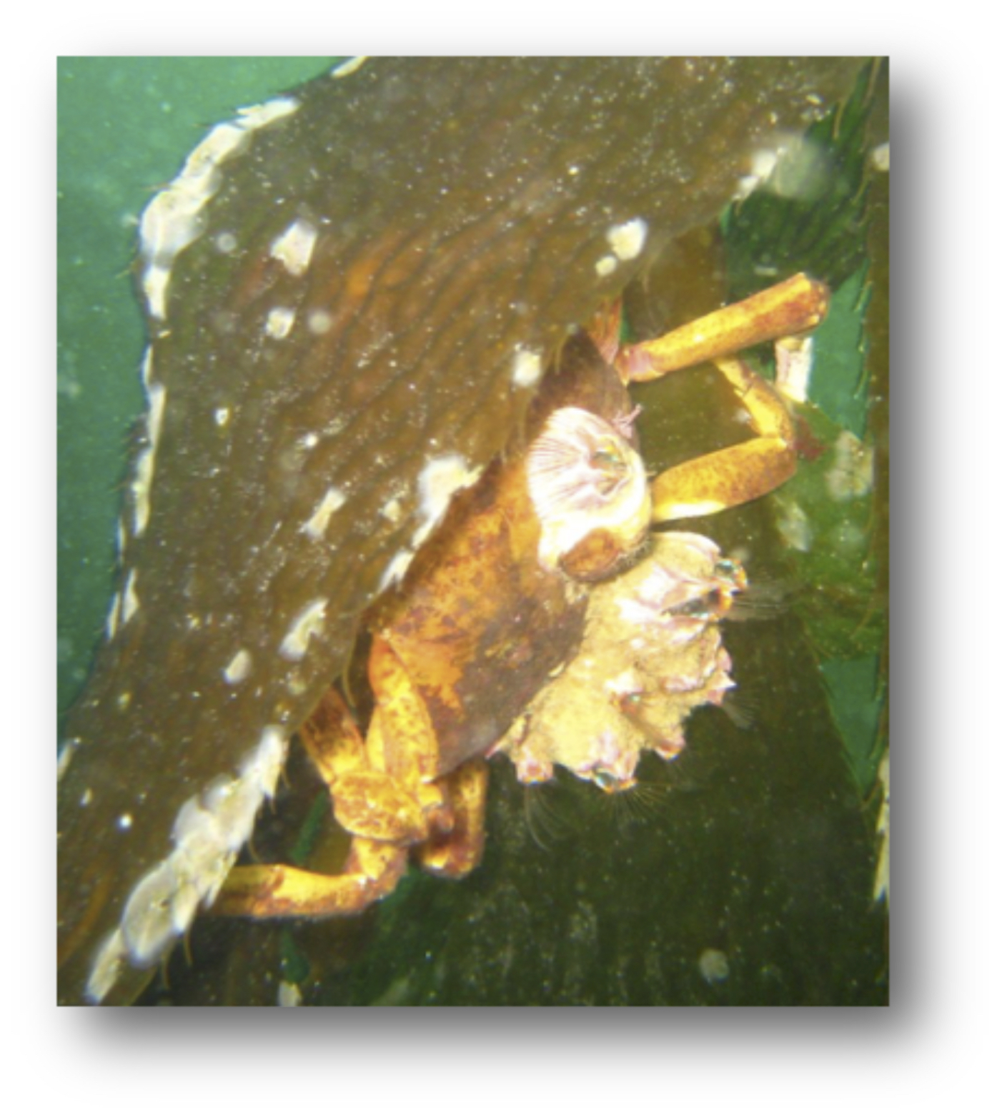Shield-Backed Kelp Crab – CNM VIP Voice