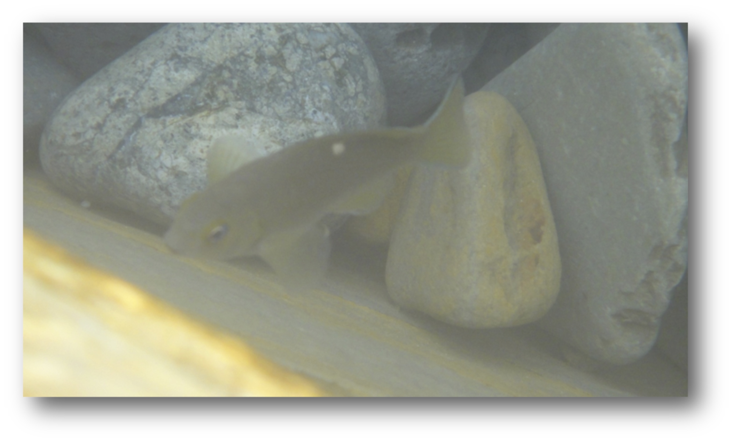 Opal Eye – CNM VIP Voice