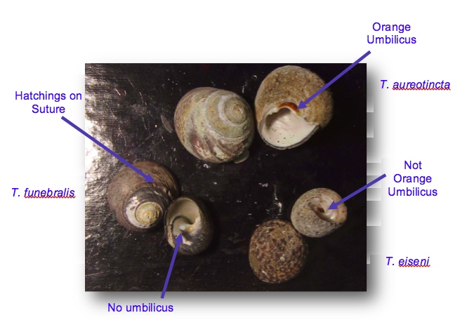 Tegula Snails – CNM VIP Voice