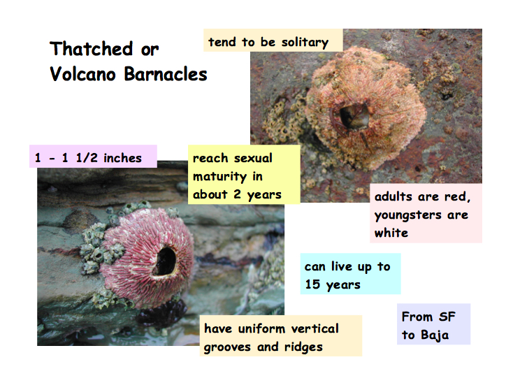 Volcano (or Thatched) Barnacle – CNM VIP Voice