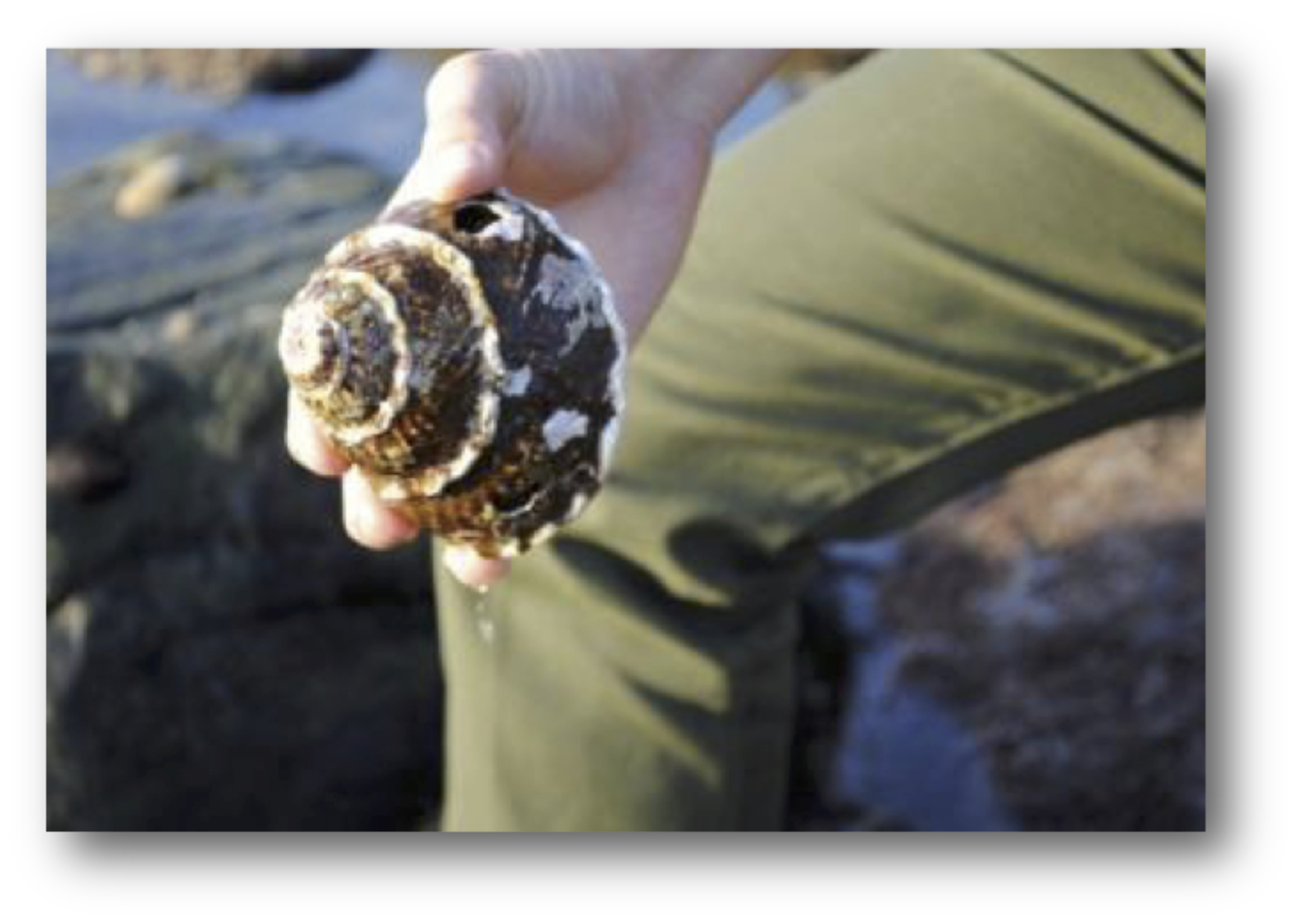 Wavy Turban Snail – CNM VIP Voice
