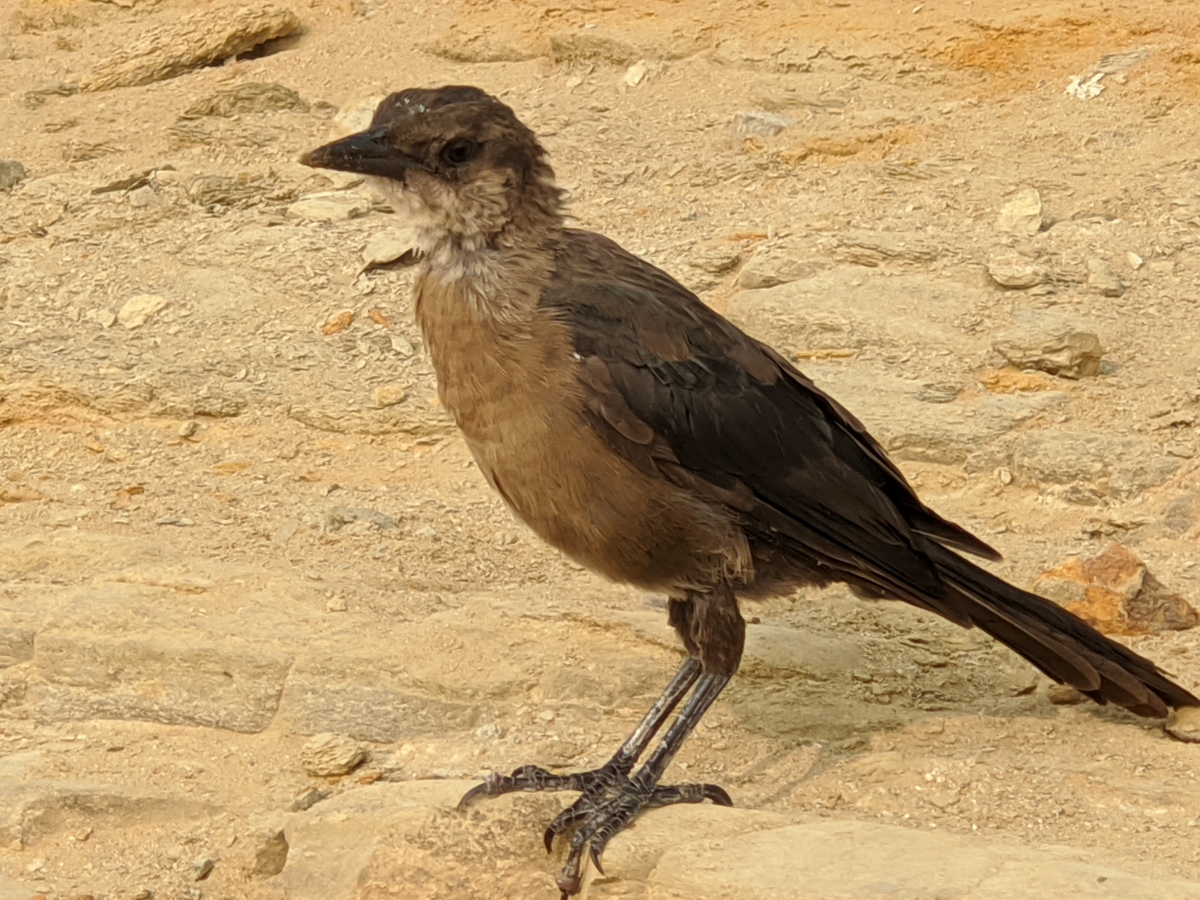 How Gracie the Grackle Came to Visit the Rocky Intertidal – CNM VIP Voice